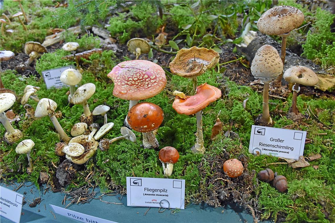 Große Pilzausstellung in Großerlach