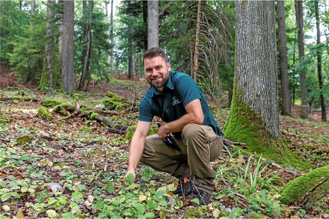 Dem Borkenkäfer auf der Spur: Unterwegs mit einem Förster